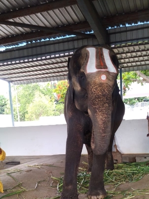 Cookd - Your Cooking Buddy