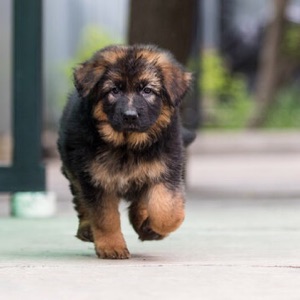 Cookd - Your Cooking Buddy